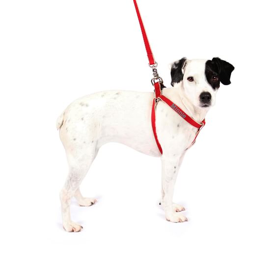 Chelsea Personalized Dog Harness | Mark and Graham