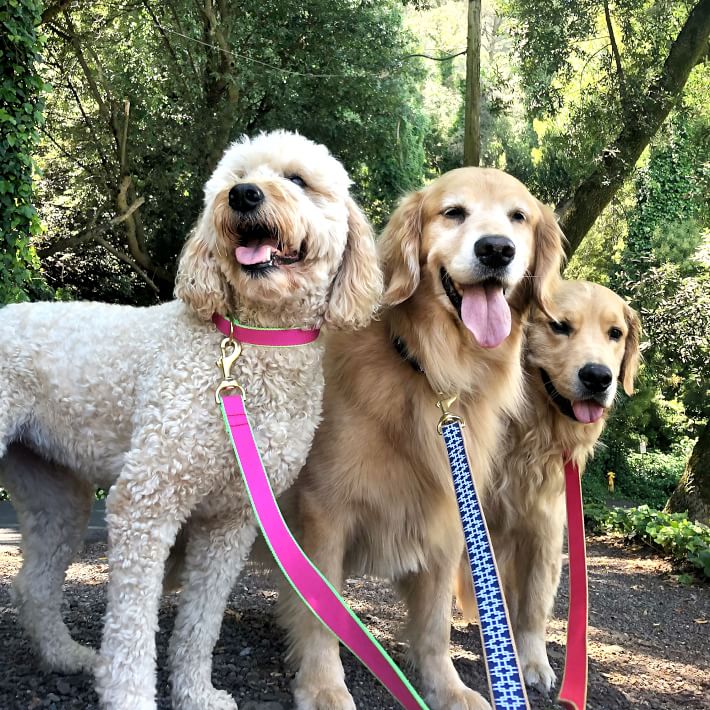 Patterned Ribbon Personalized Dog Leash | Mark and Graham